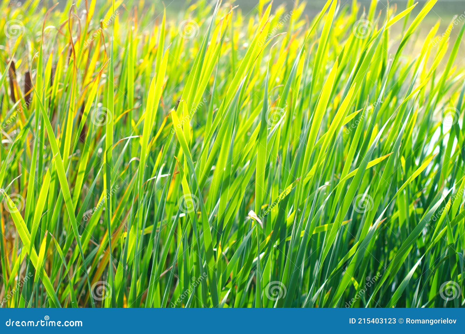 Green reeds stock image. Image of green, herb, lush - 215403123