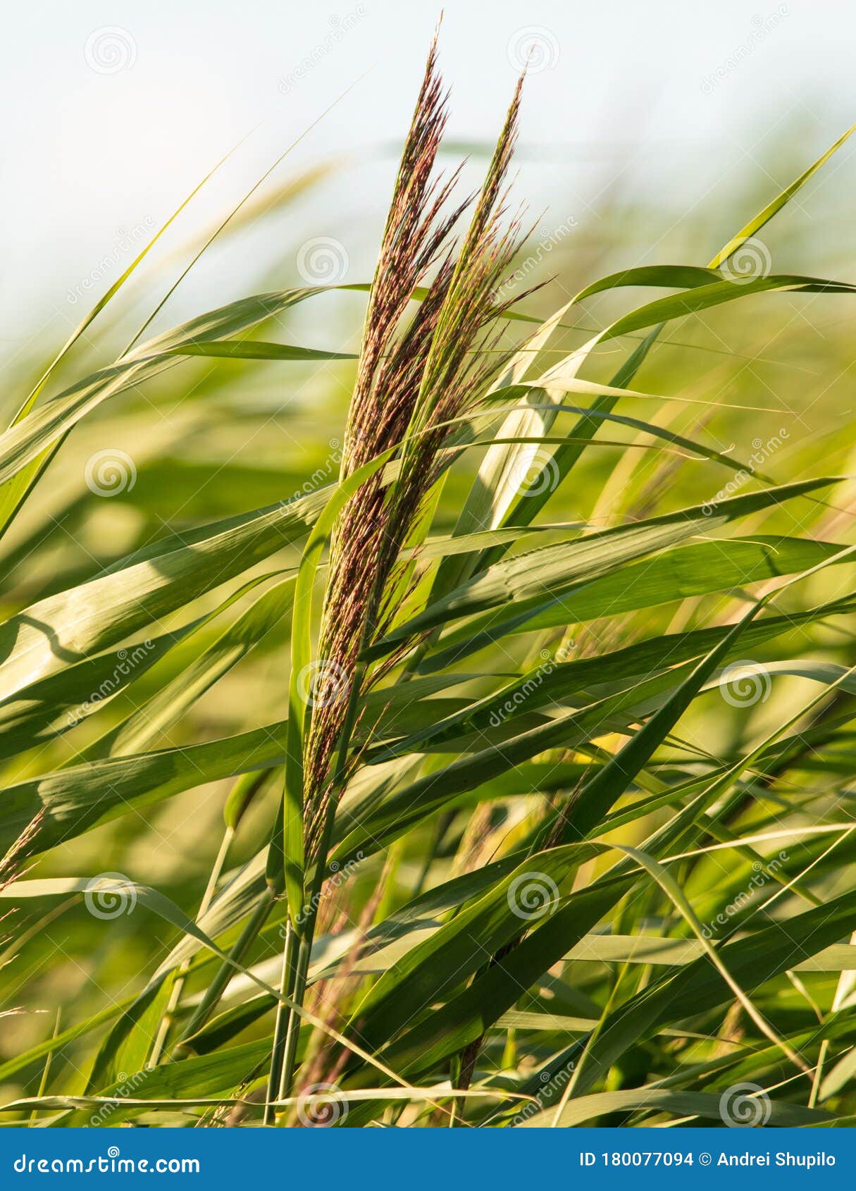 Green Reeds on the Beach in Summer Stock Photo - Image of light, close ...