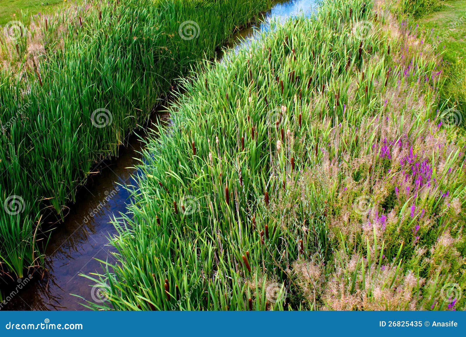 Green reeds beside a creek stock image. Image of wetland - 26825435