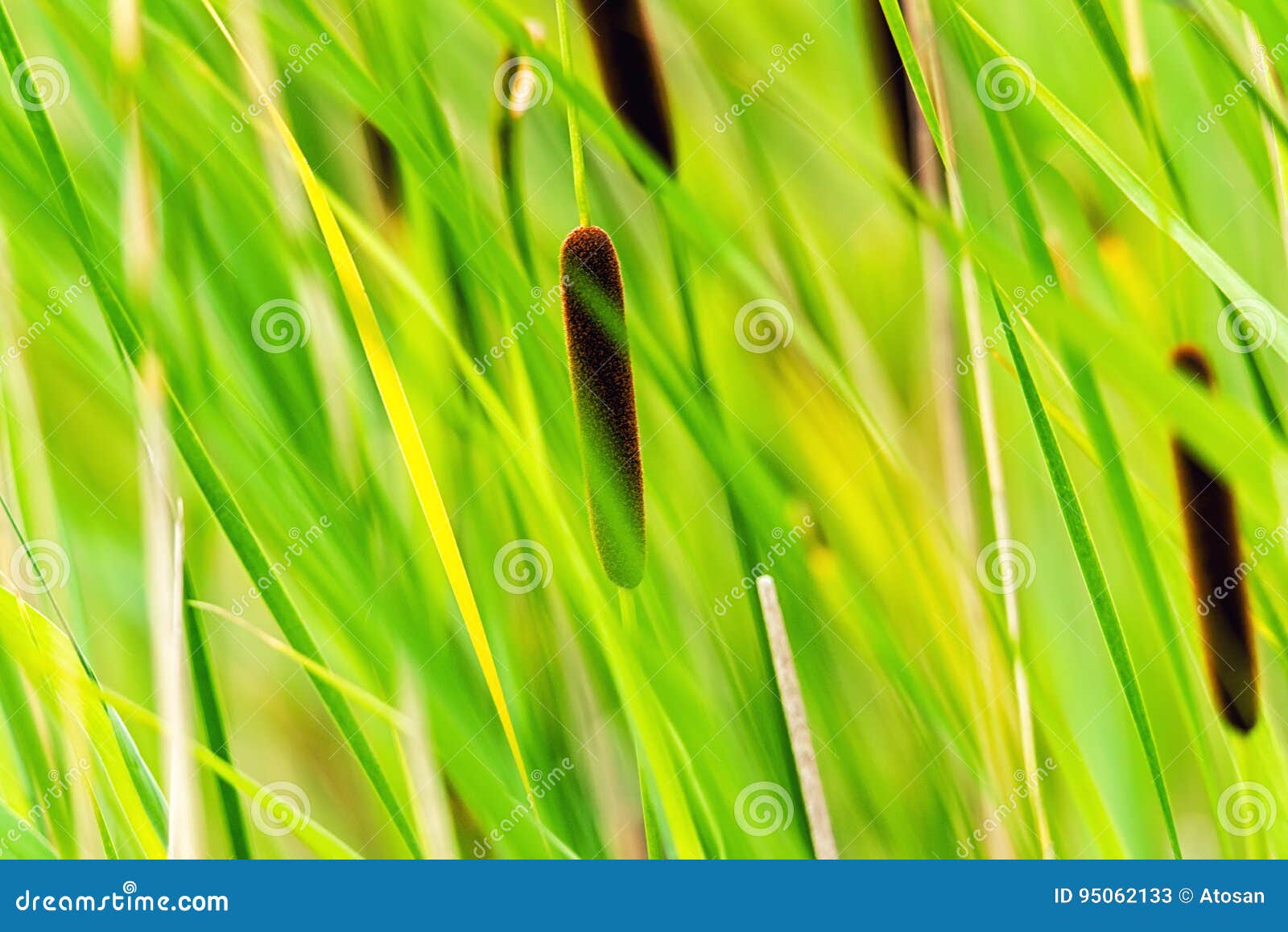 Cattail No Background Stock Photos - Free & Royalty-Free Stock Photos ...