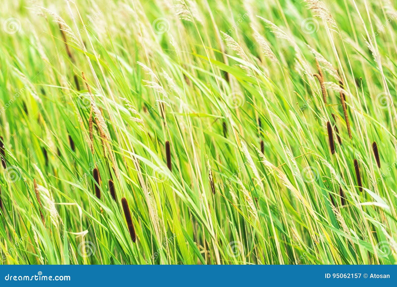 Green Reeds Grass Background Stock Image - Image of marsh, beauty: 95062157