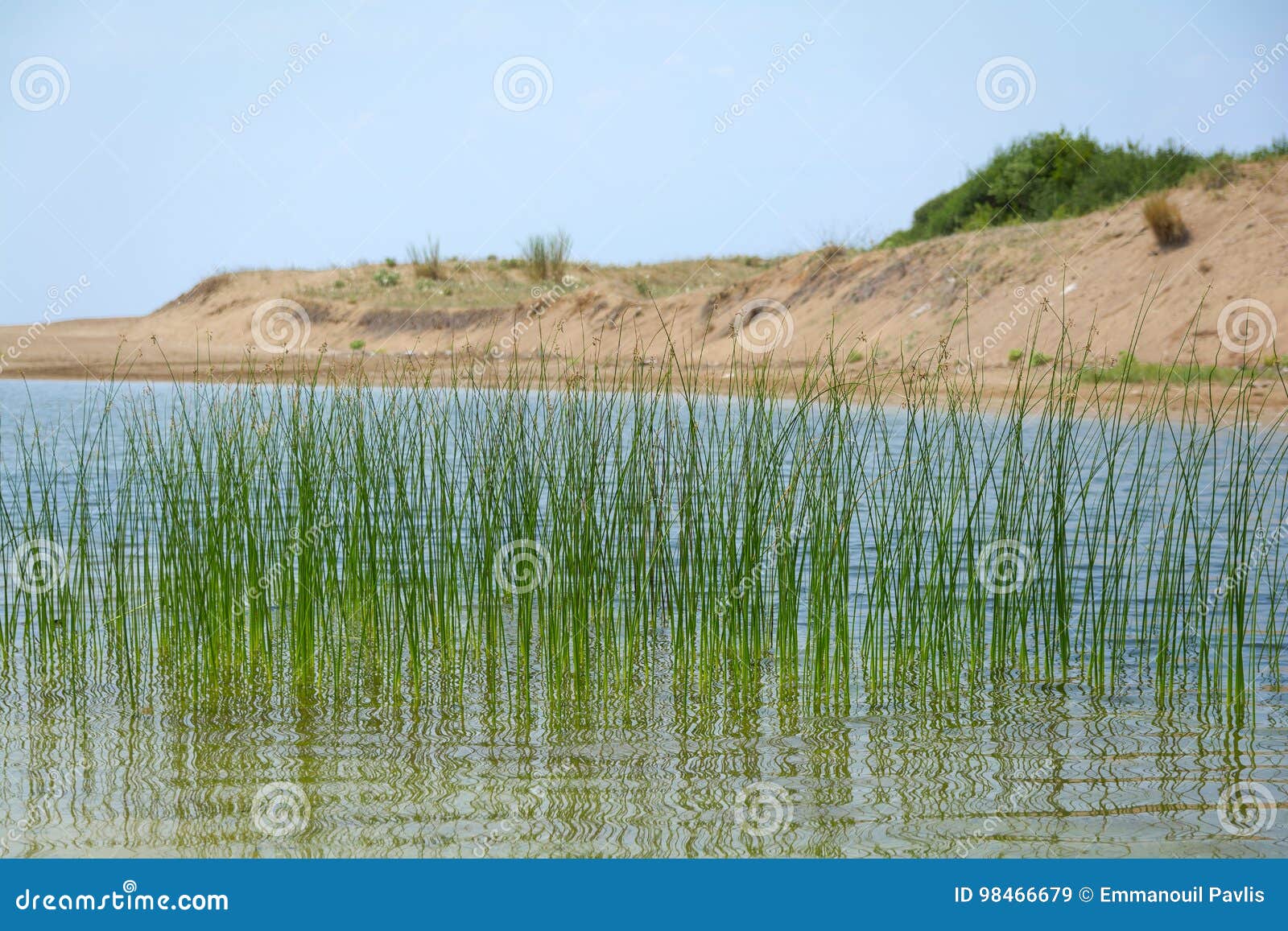 Green Reeds in the Lake Waters. Stock Image - Image of greece, ripples ...