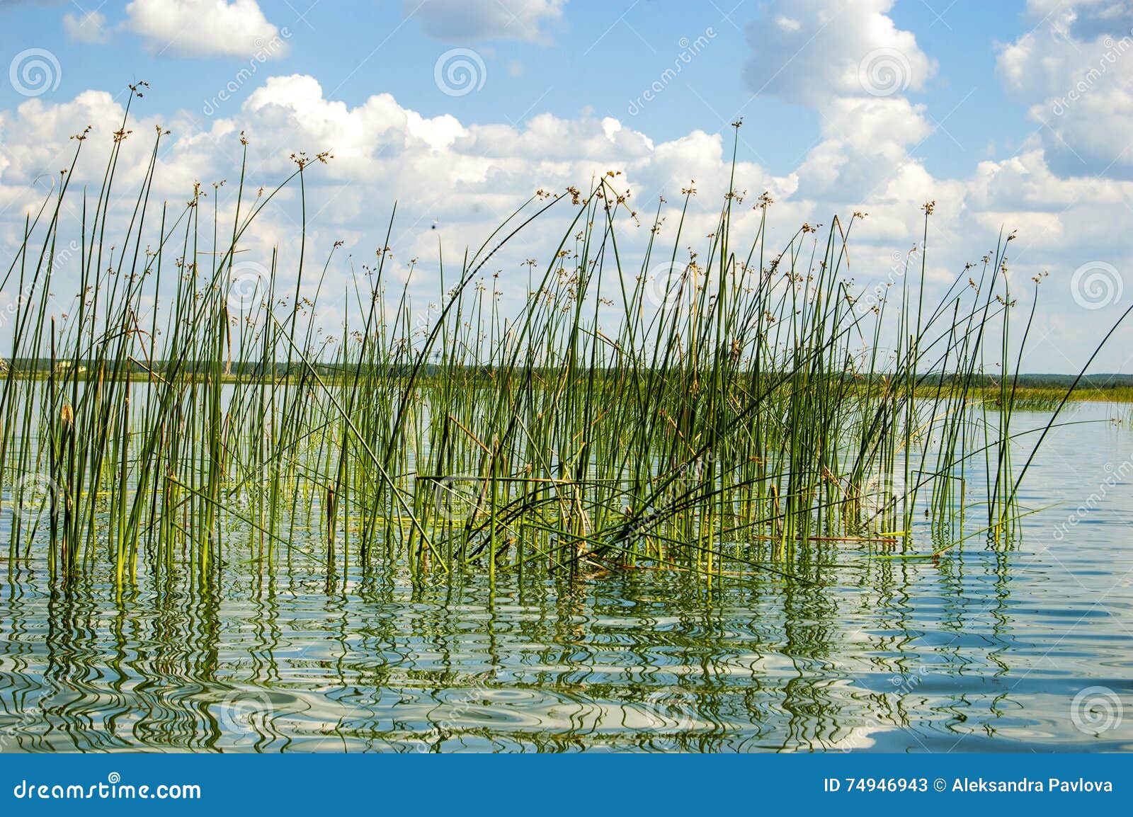 The Green Reeds in the Lake. Stock Image - Image of white, summer: 74946943