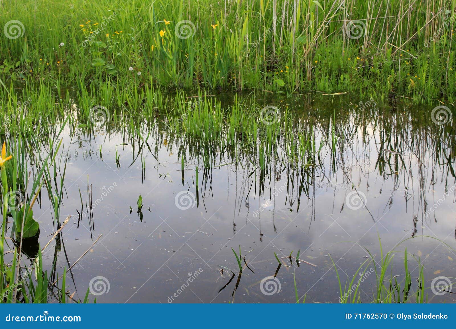 Green reeds in marsh stock photo. Image of flora, reed - 71762570