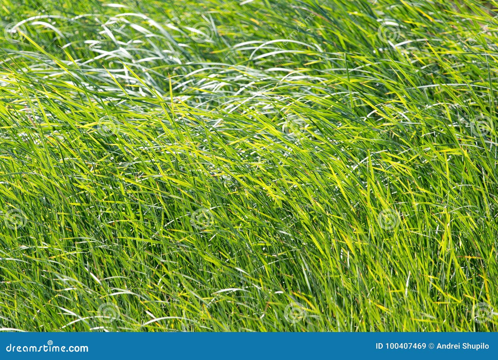 Green reeds in nature stock image. Image of field, flower - 100407469
