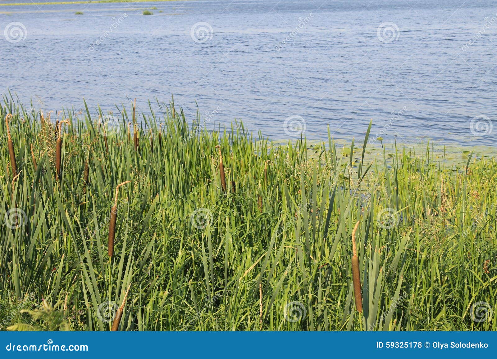 Green reeds in the river stock photo. Image of growth - 59325178