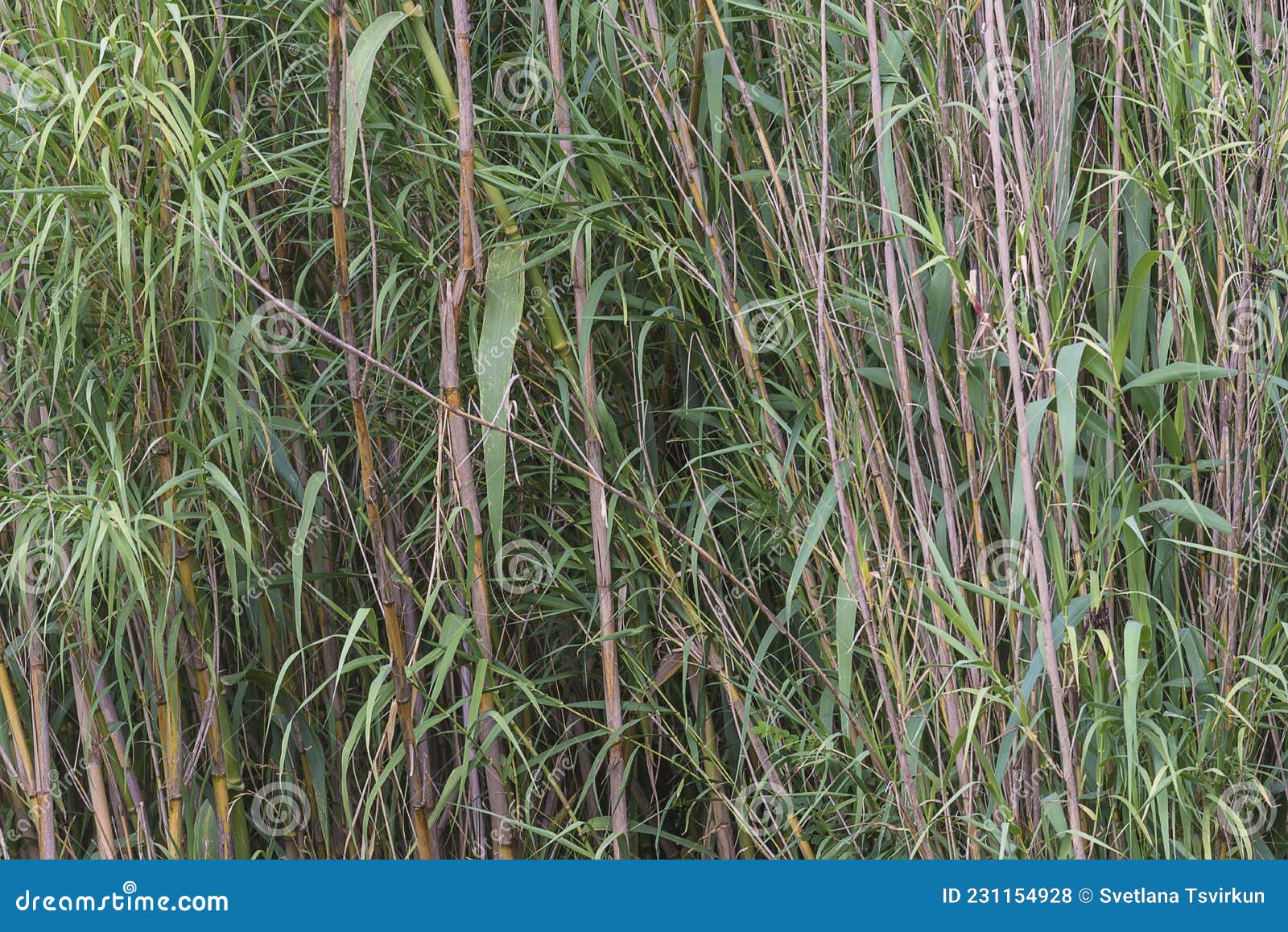 Green Reeds Stems Background Stock Photo - Image of branch, reeds ...