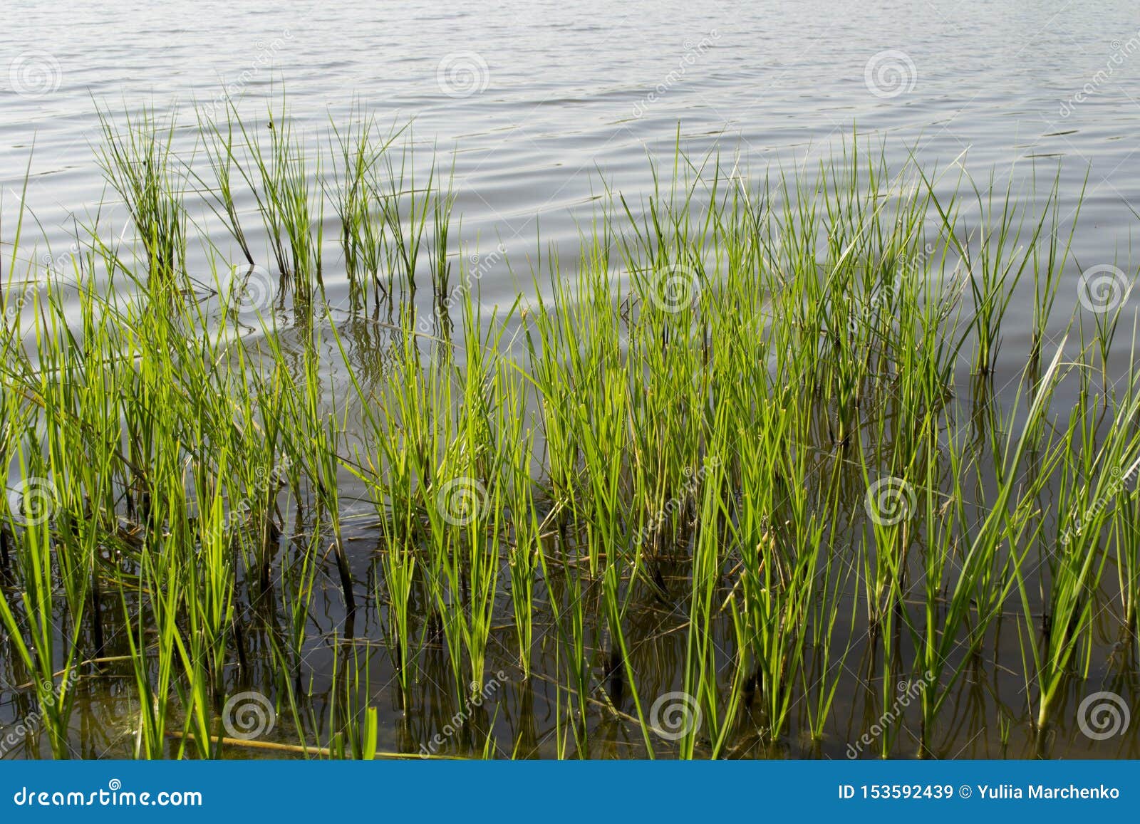 Reeds in the swamp stock image. Image of growth, lake - 153592439