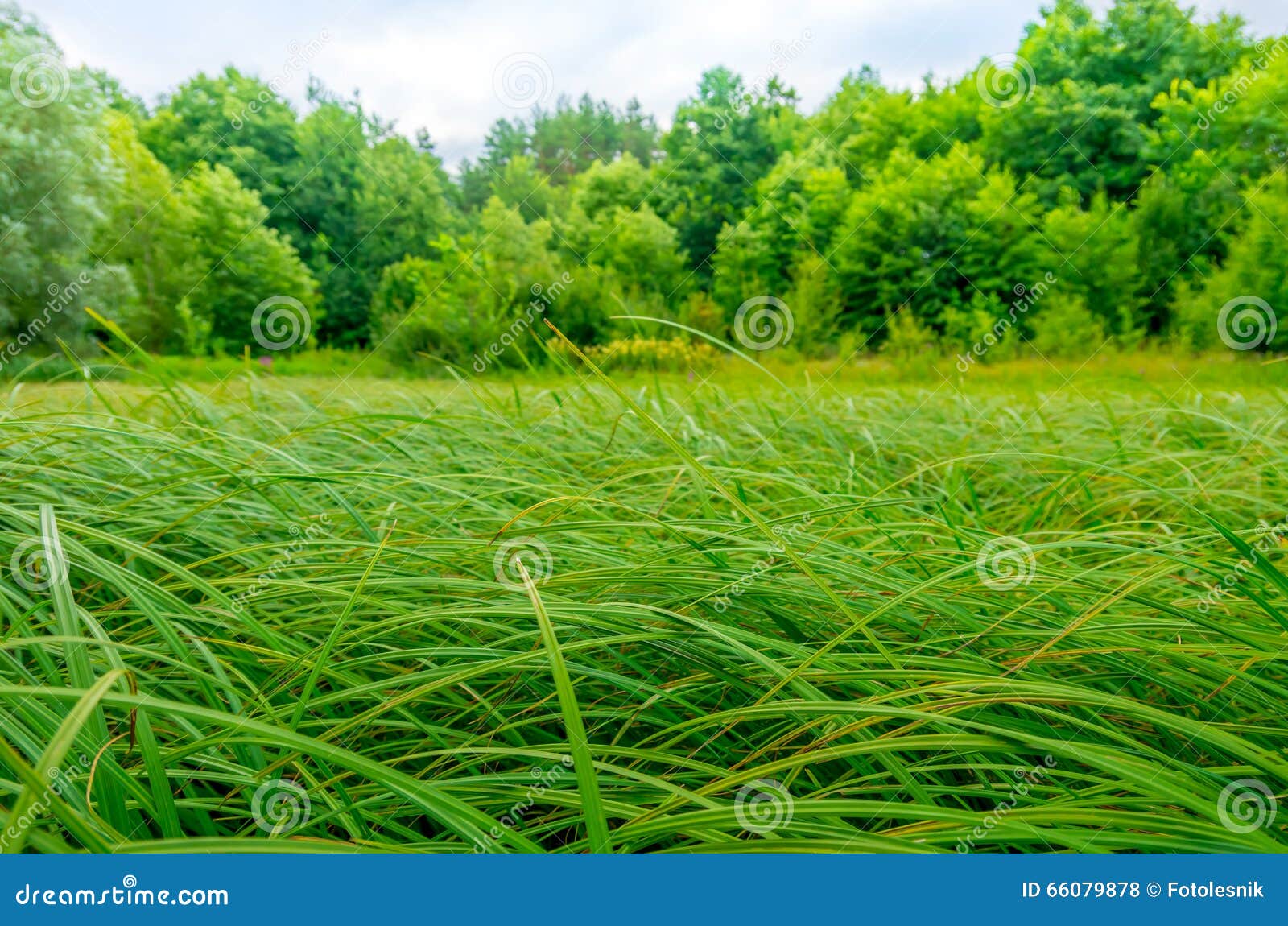 Green reeds in the swamp stock photo. Image of nature - 66079878