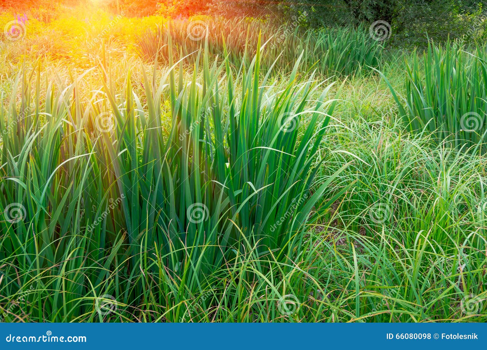 Green reeds in the swamp stock photo. Image of forest - 66080098