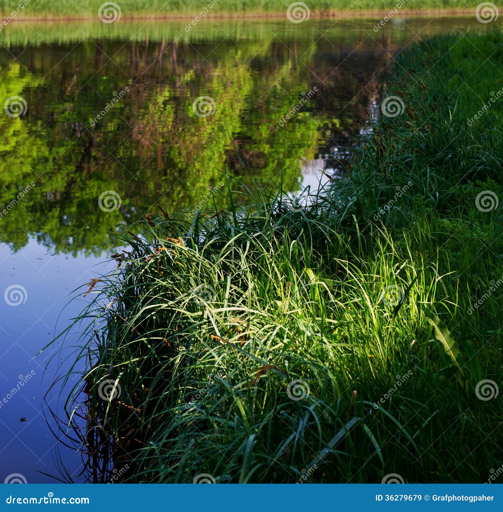Green reeds stock image. Image of summer, flora, fishing - 36279679