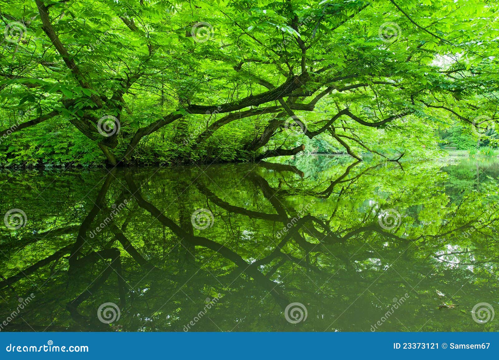 Green reflection stock image. Image of nature, lush, green - 23373121