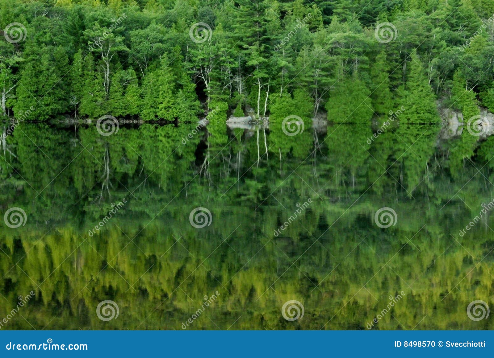 Green Reflections, Acadia stock photo. Image of northeast - 8498570