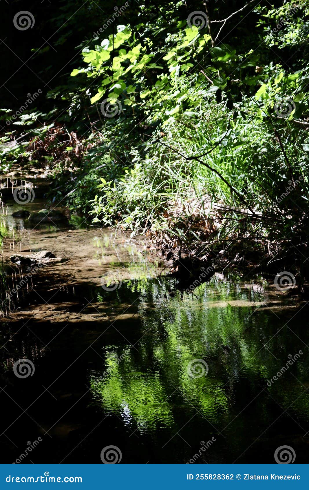 Green Reflections in Deep Dark Potami Waters Stock Photo - Image of ...