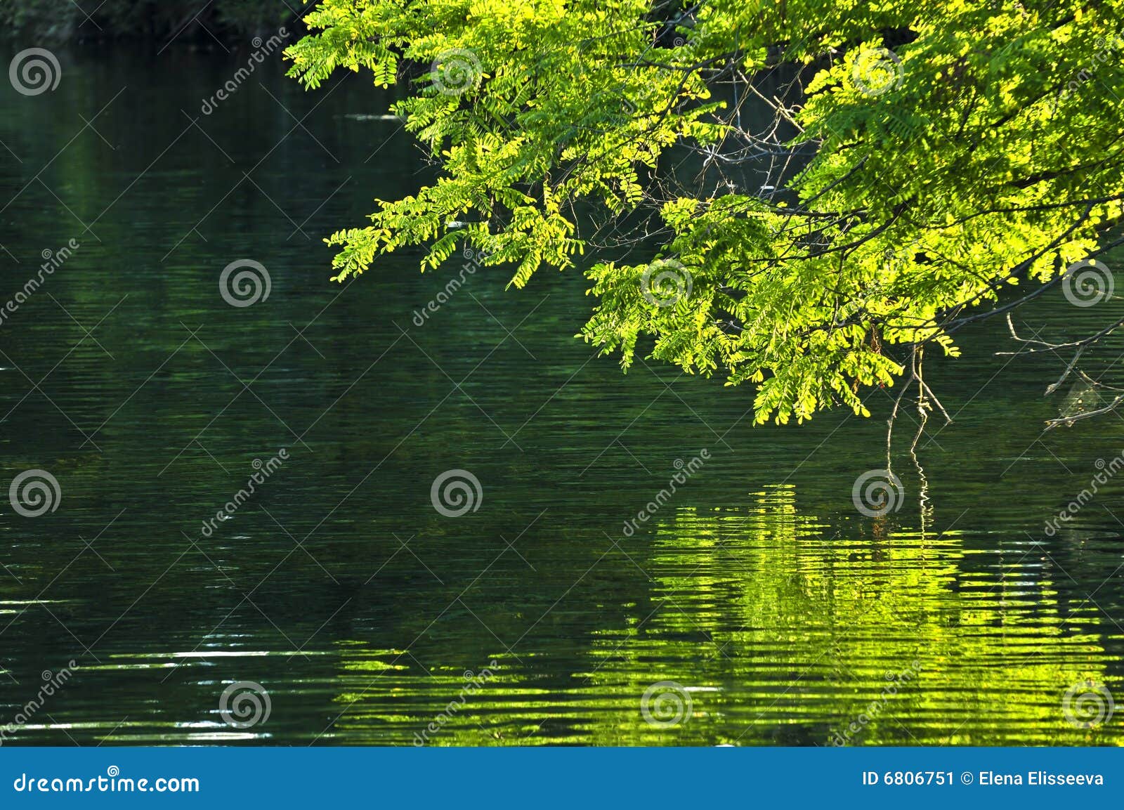 Green reflections in water stock image. Image of landscape - 6806751