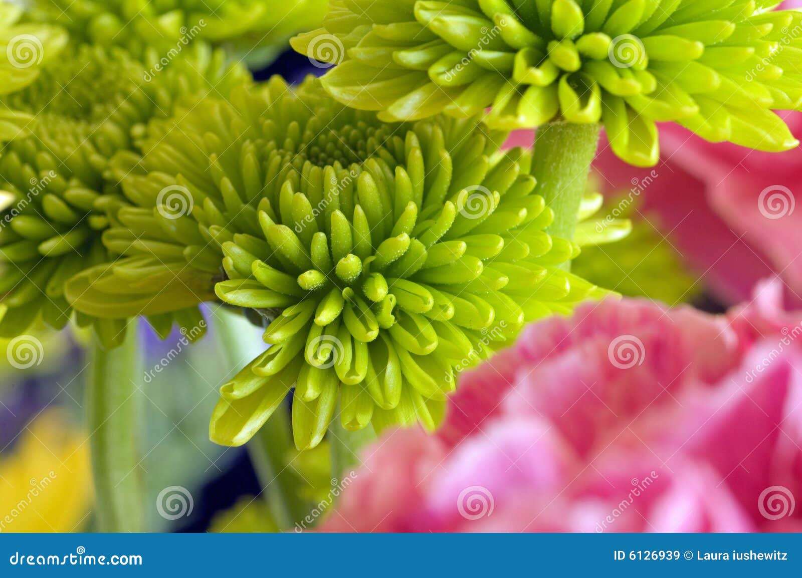 Green reflex mum stock image. Image of blooms, blossom - 6126939