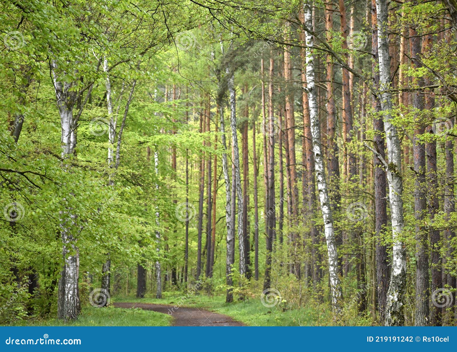 Green, Refreshing and Relaxing, Spring Landscape in the Forest Stock ...