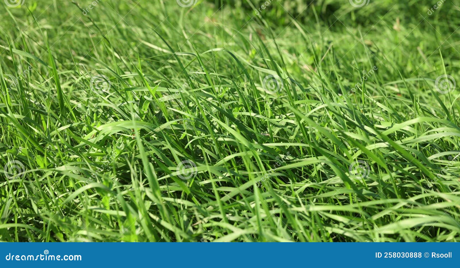 Green Repeatedly Mown Grass in the Meadow Stock Footage - Video of ...