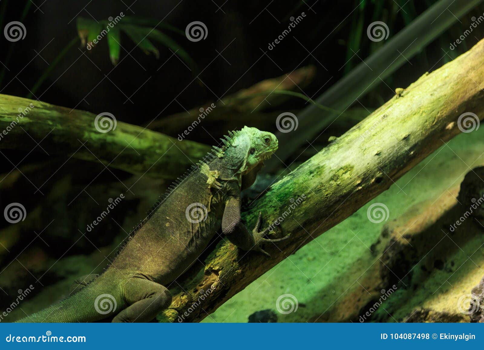 Green Reptile Resting on Tree Stock Photo - Image of portrait, close ...