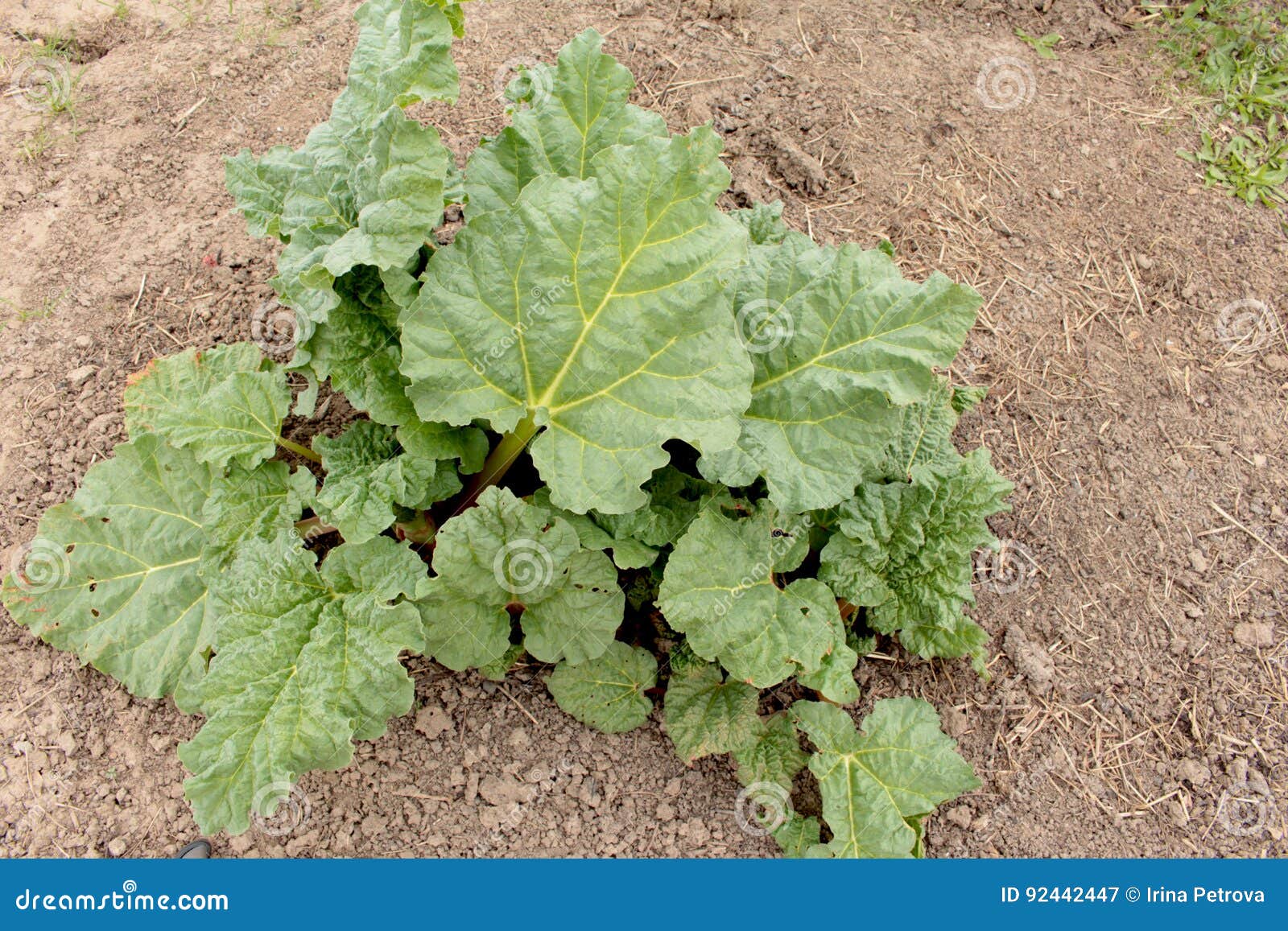 Green rhubarb stock image. Image of june, fresh, food - 92442447