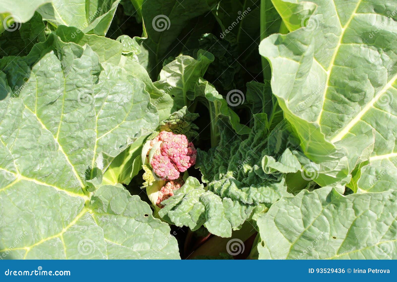 Green rhubarb stock photo. Image of rhubarb, season, fresh - 93529436