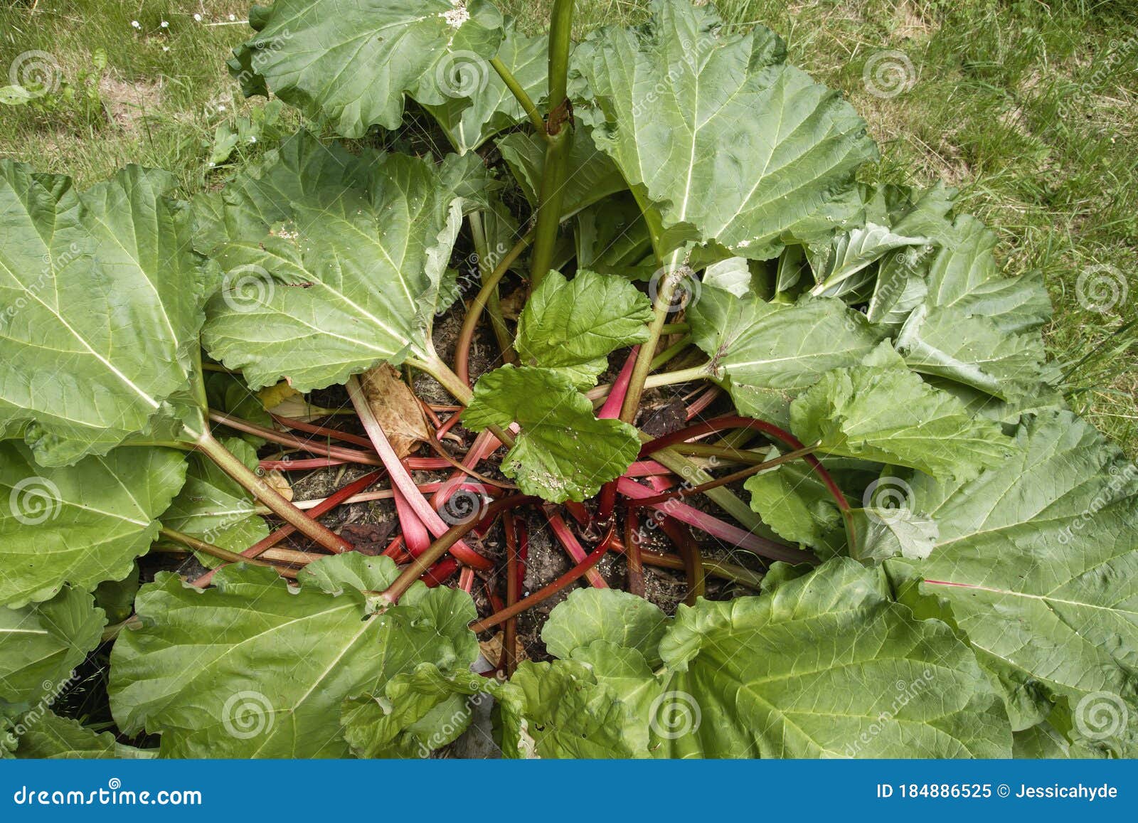 Green Rhubarb Plant with Red Stalks Stock Image - Image of bright ...