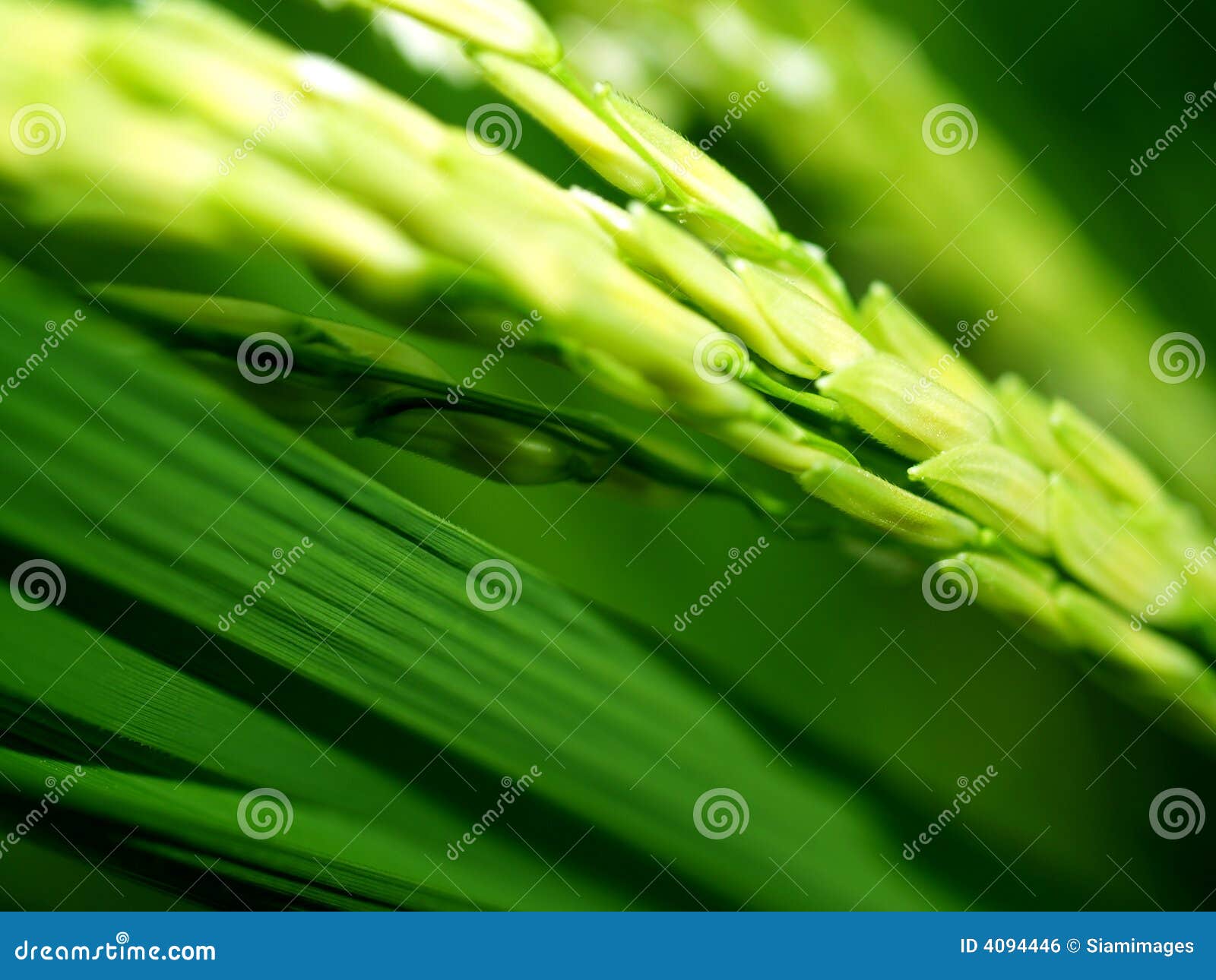 Green Rice stock photo. Image of light, nature, rice, flower - 4094446