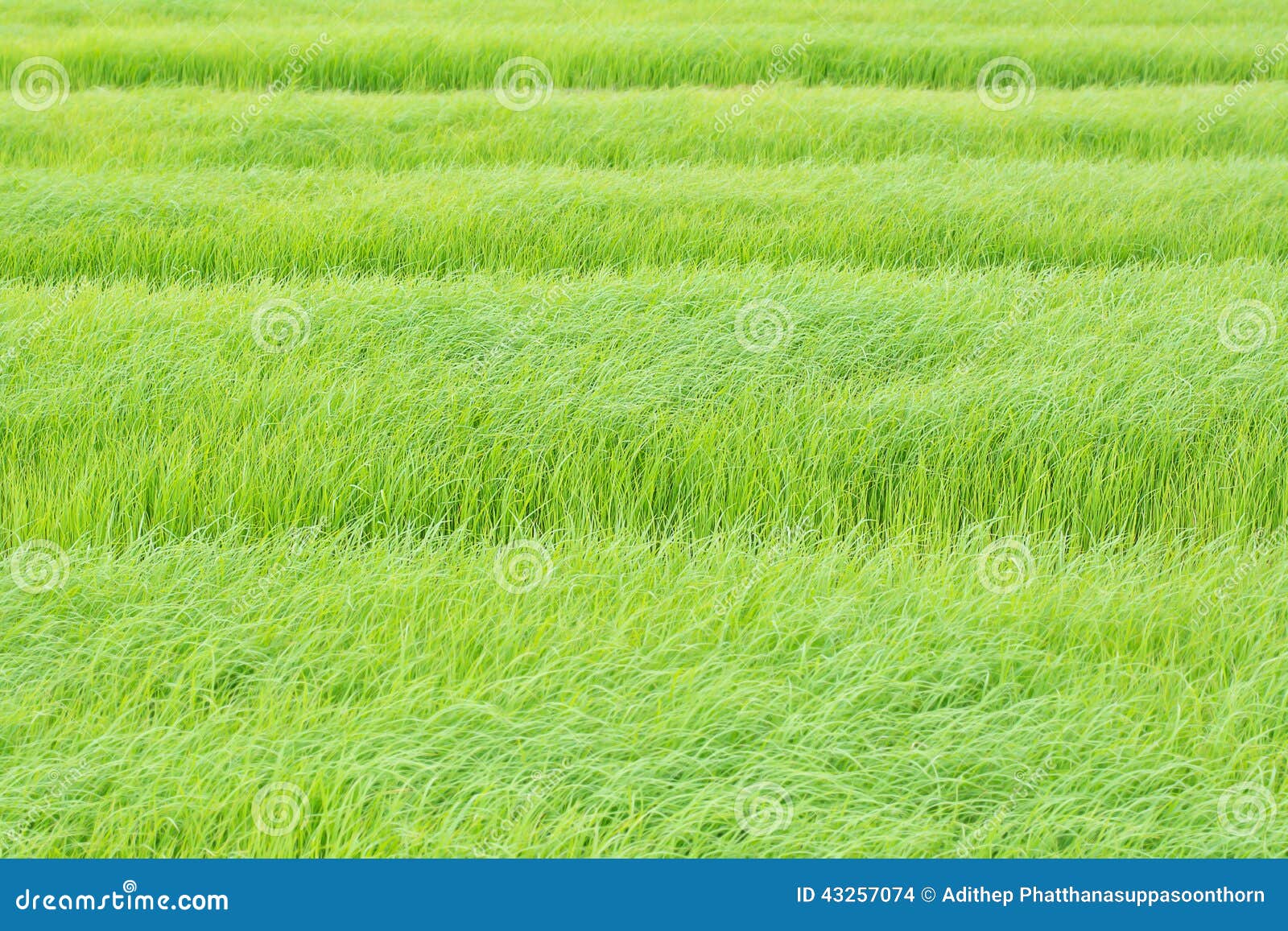 Green Rice Background in the Field Stock Photo - Image of agriculture ...