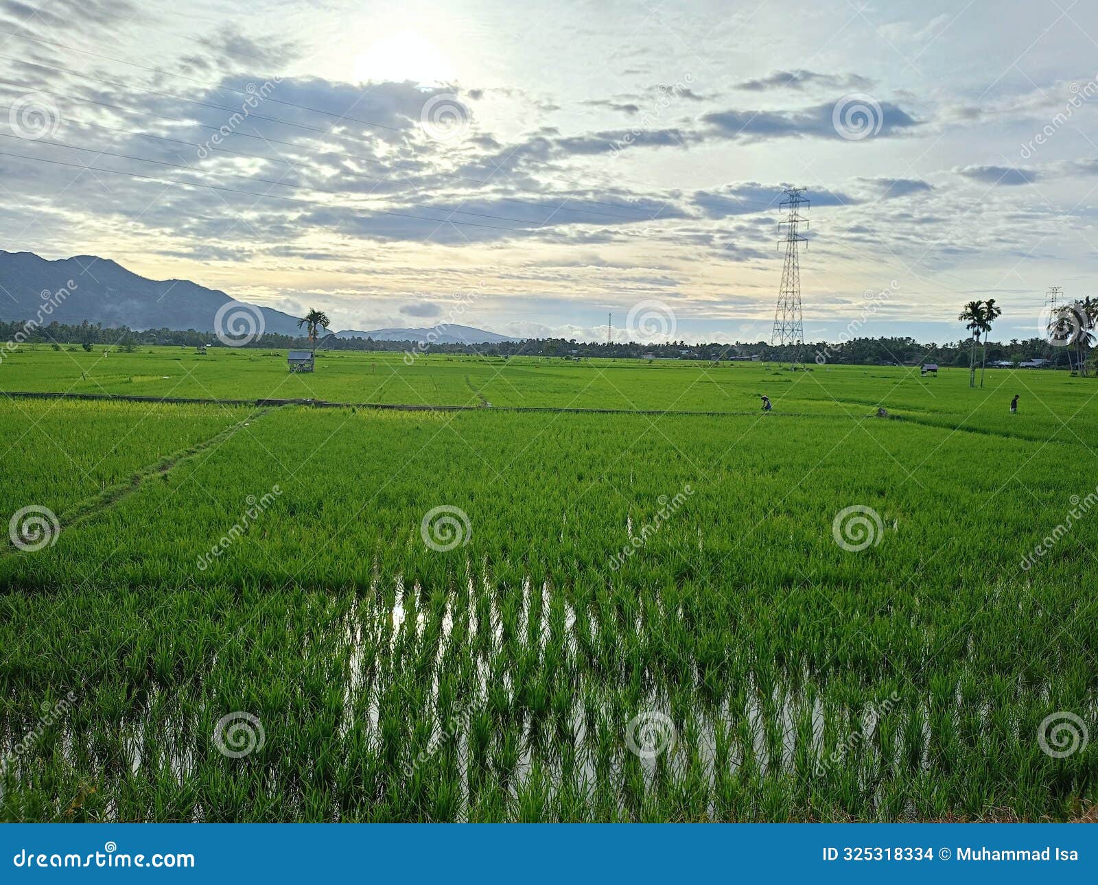 Green Rice in Beautiful Rice Fields in the Morning Stock Photo - Image ...