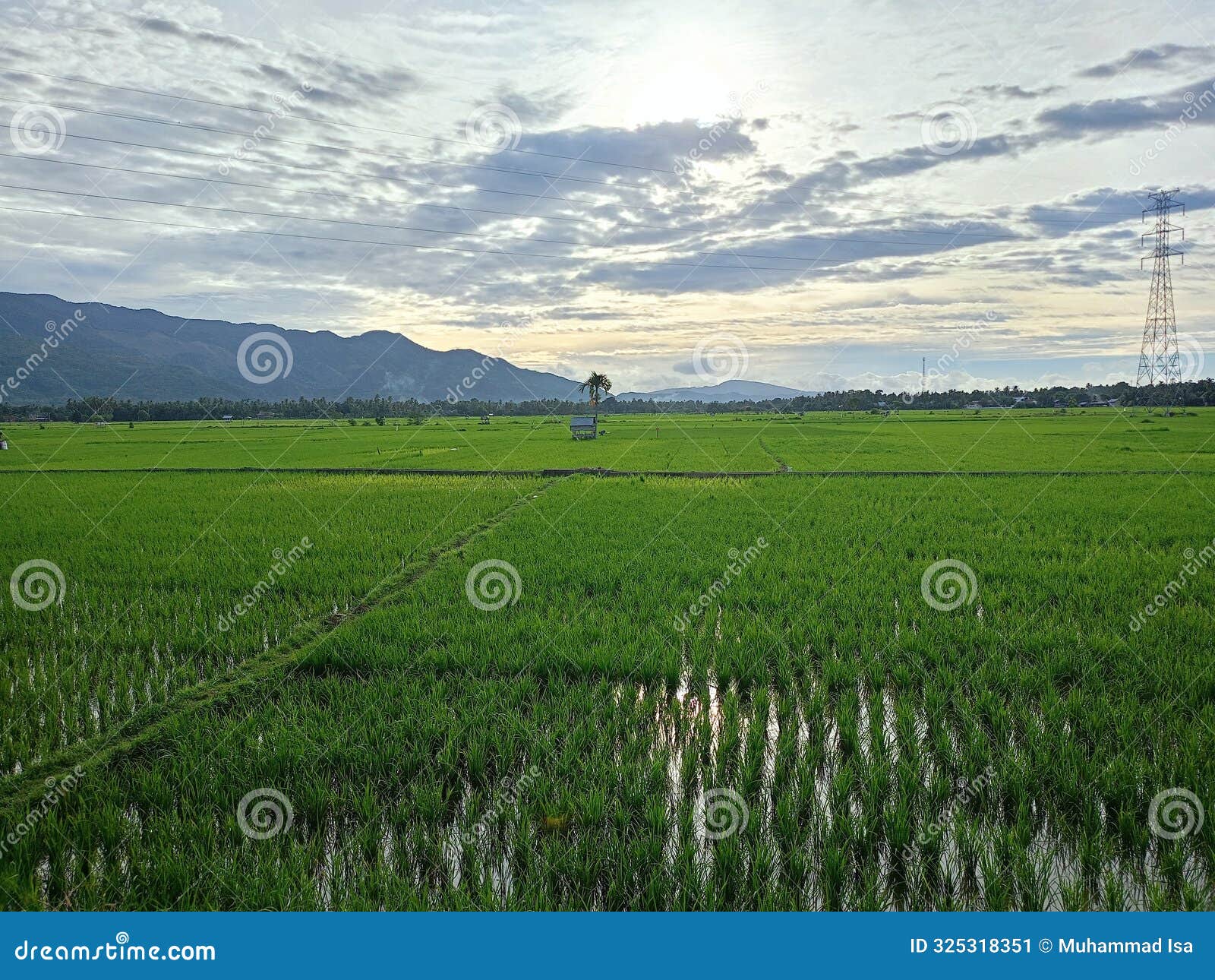 Green Rice in Beautiful Rice Fields in the Morning Stock Image - Image ...