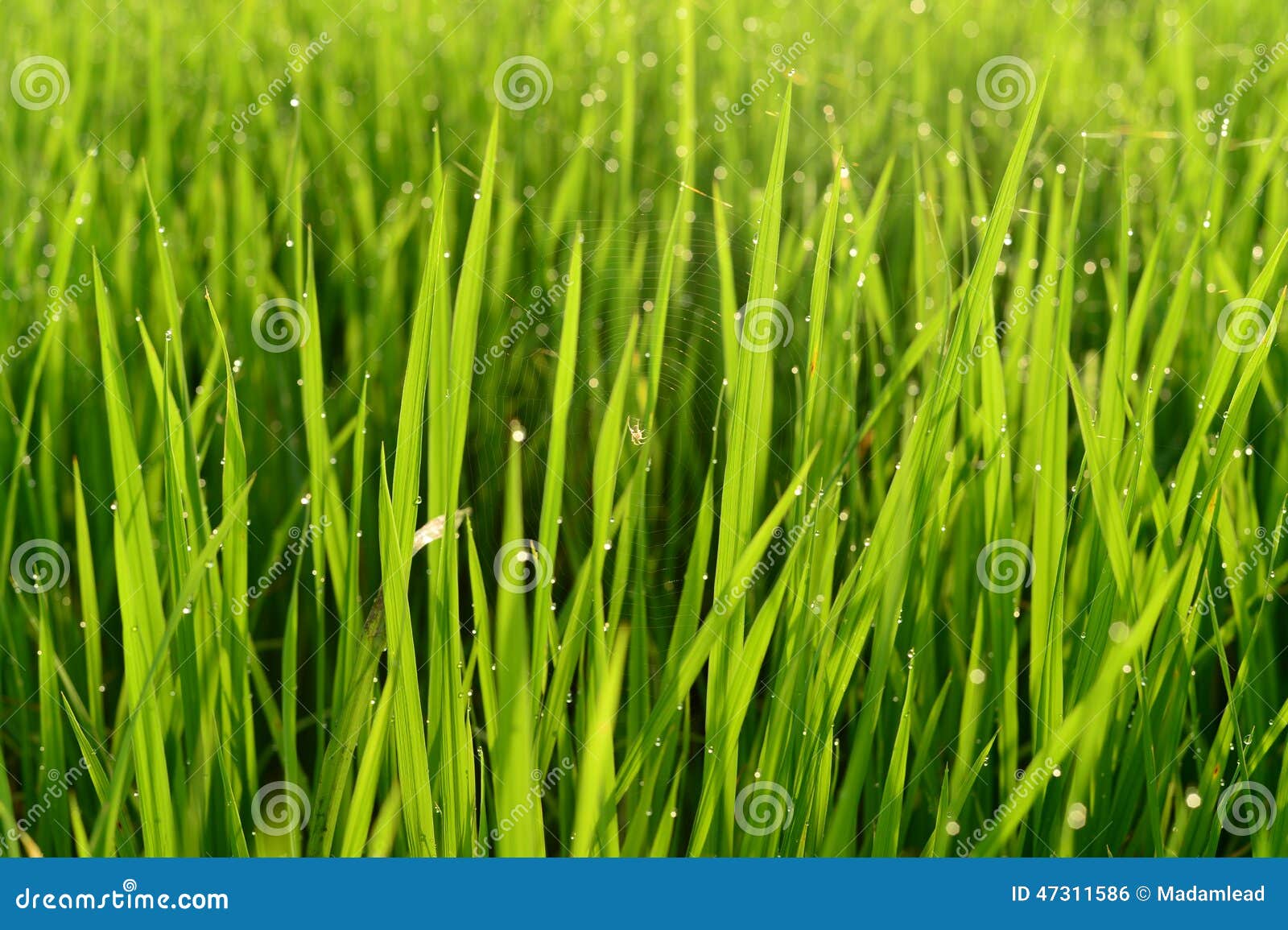 Green rice stock photo. Image of asia, natural, paddy - 47311586