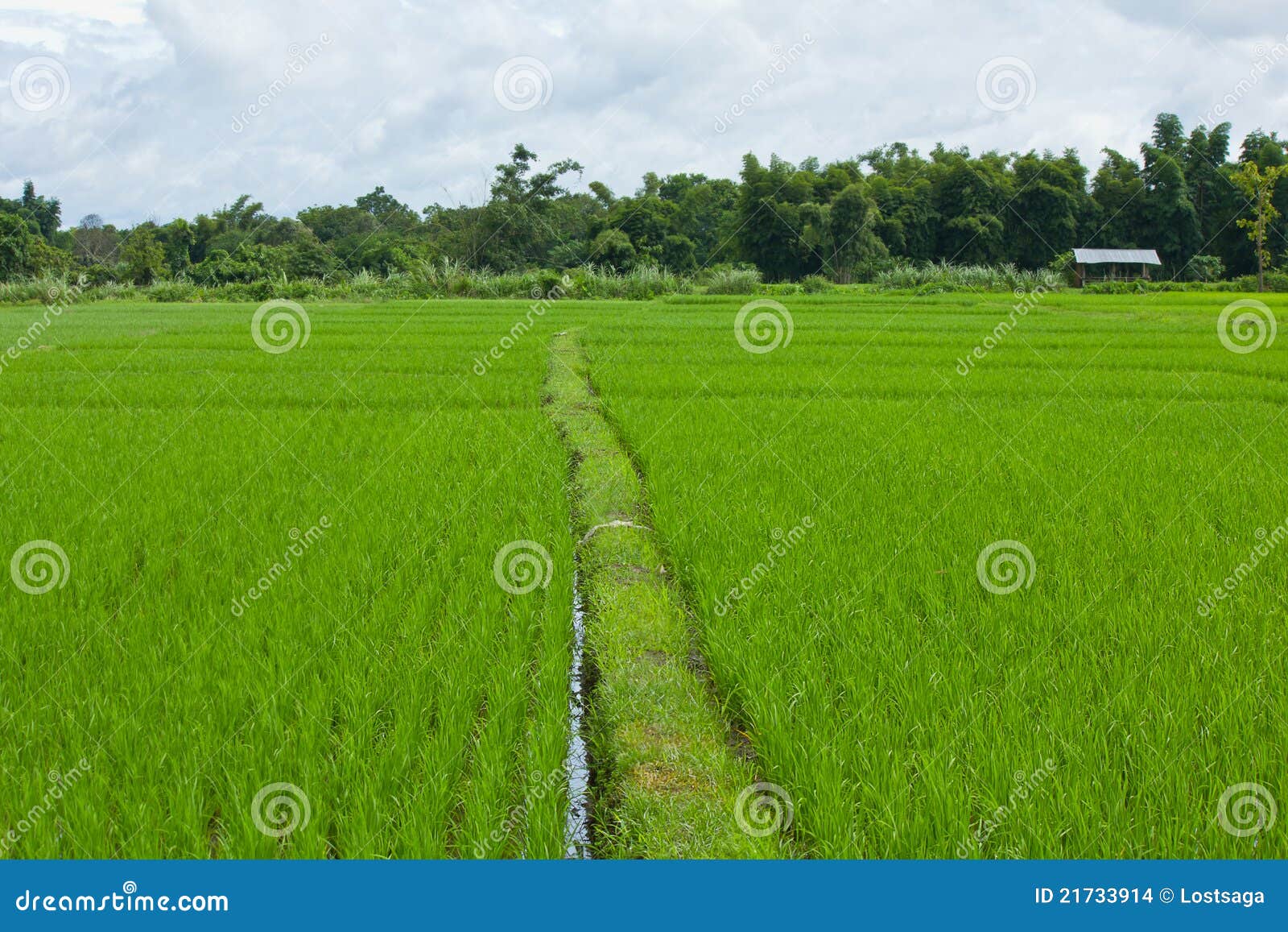 The green rice farm stock photo. Image of culture, plant - 21733914