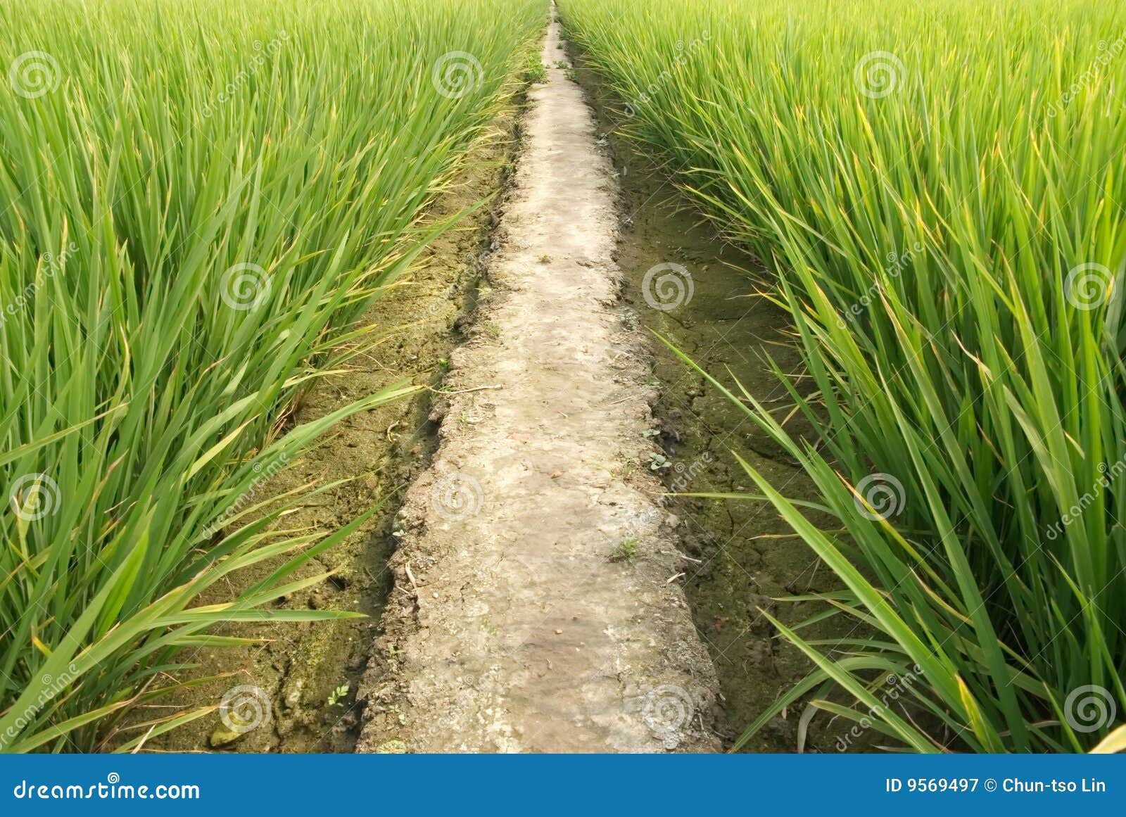 Green rice farm stock image. Image of field, landscaped - 9569497