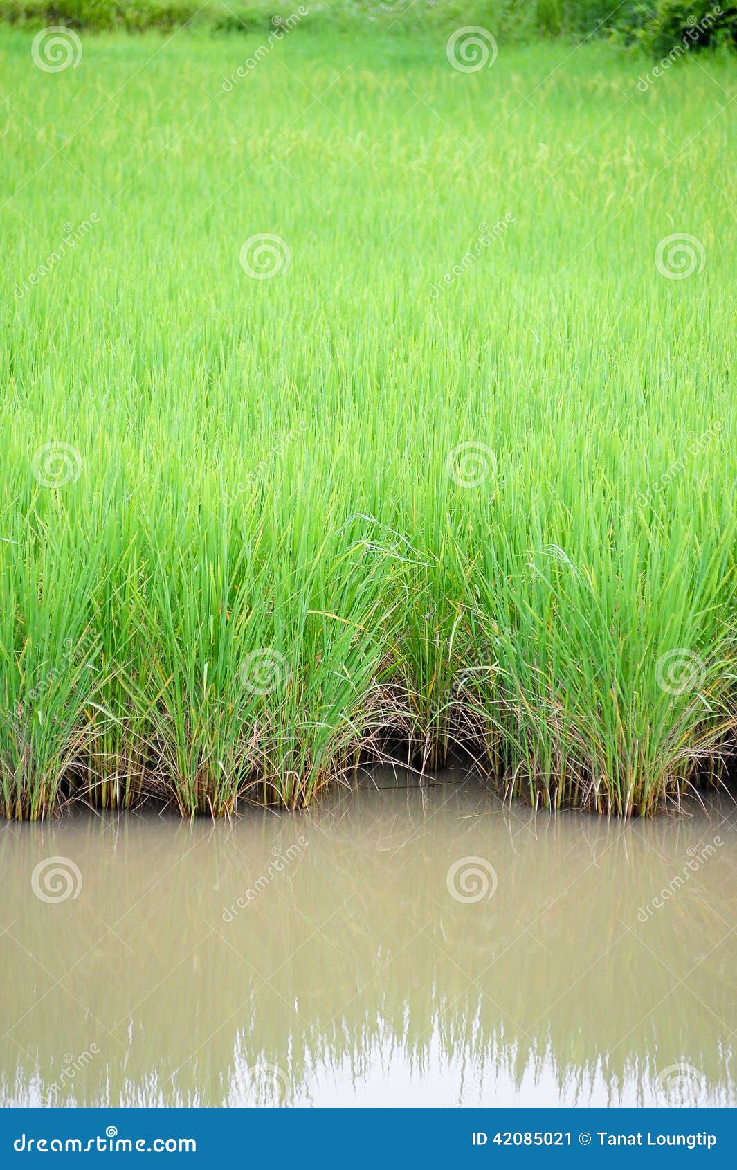 Green rice farm stock image. Image of landscape, flora - 42085021