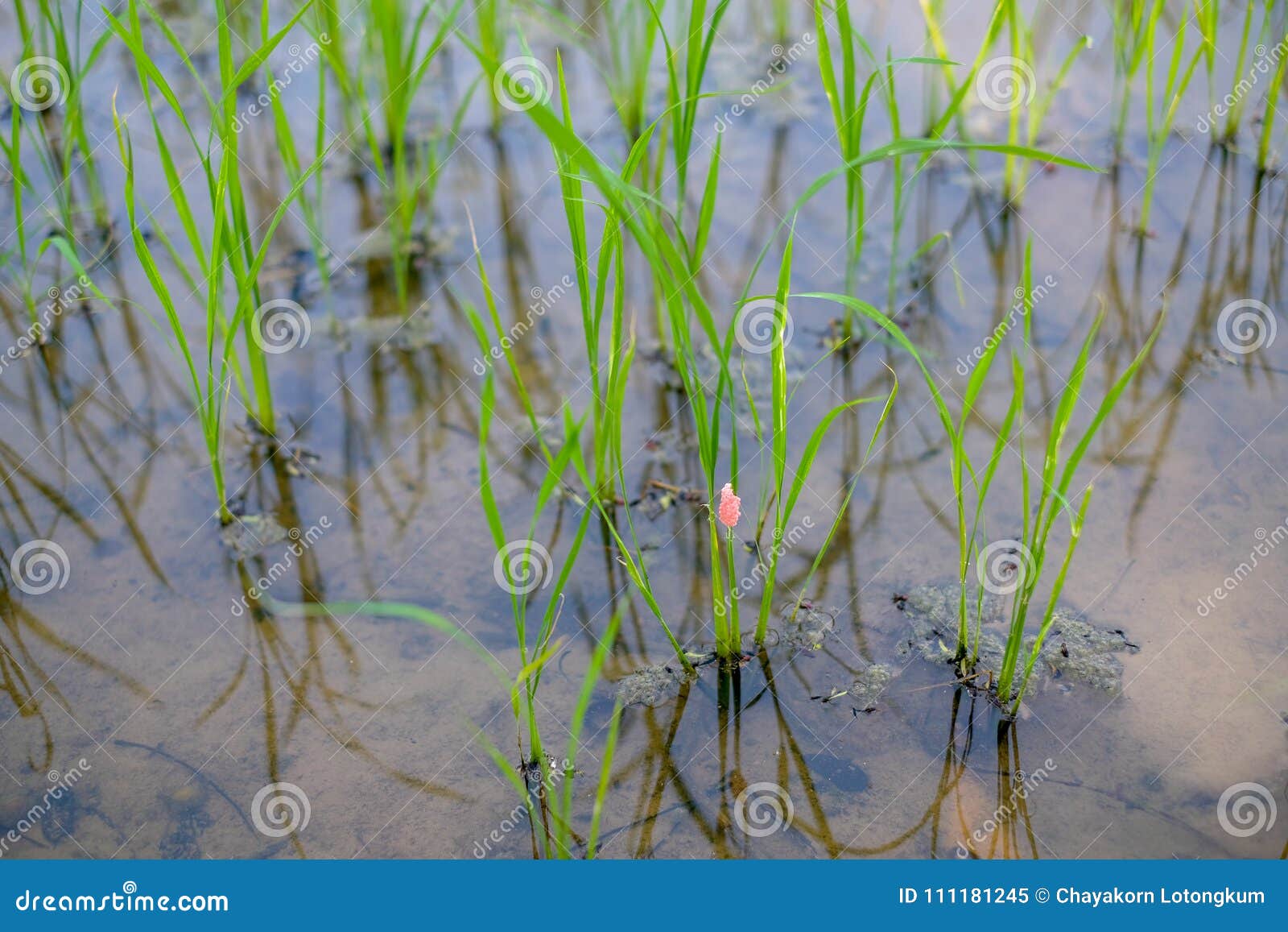 Green Rice Farm with Eggs Snail Stock Image - Image of apple, breeding ...