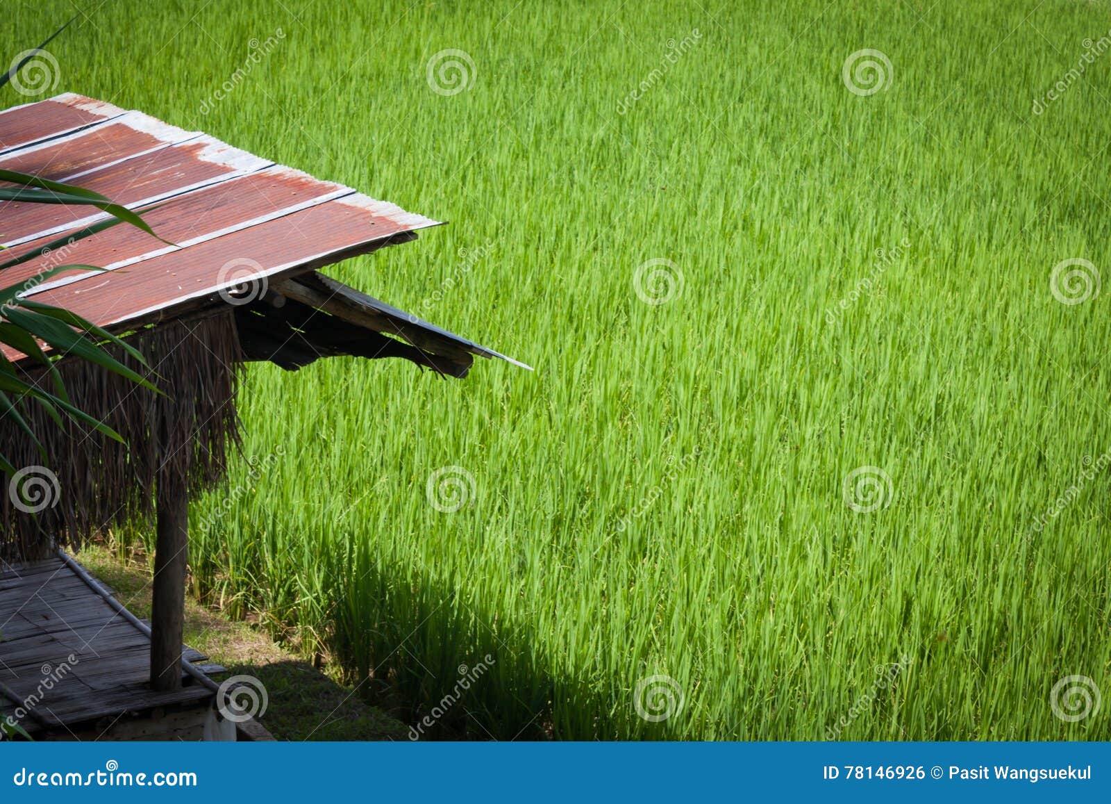 Green rice farm stock photo. Image of cottage, agriculture - 78146926