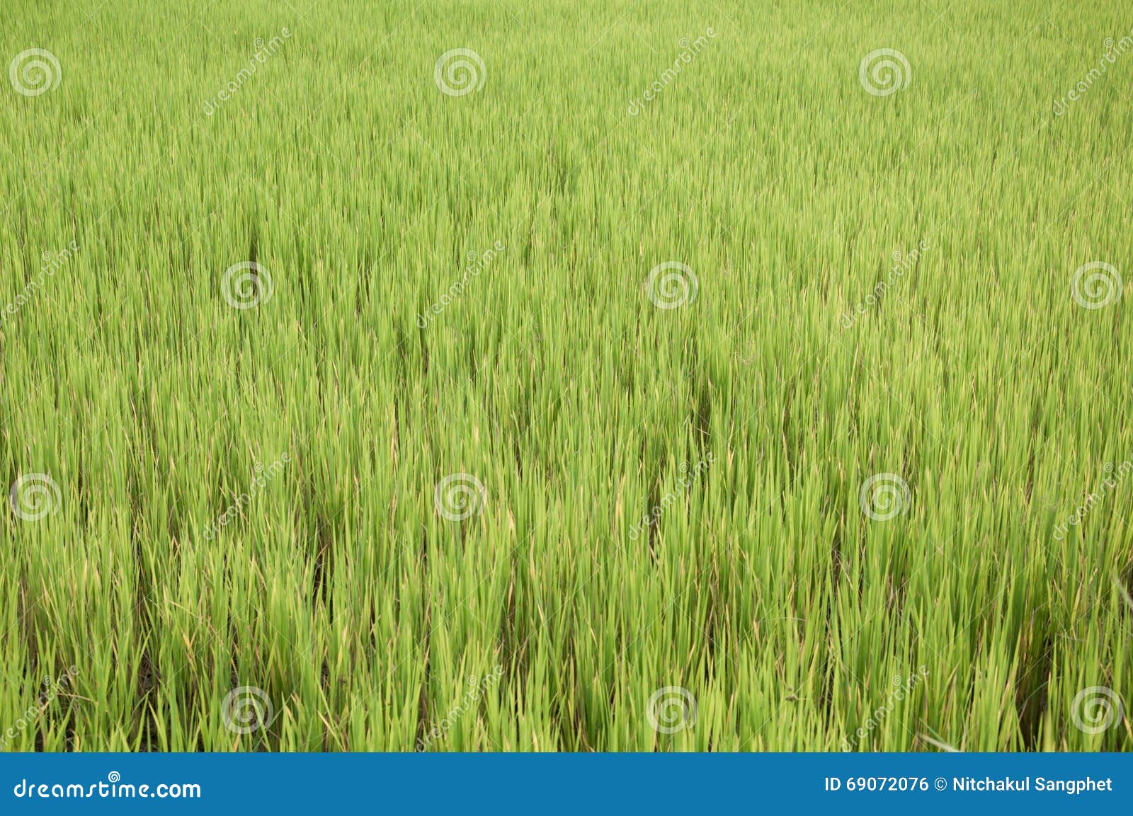 Green Rice Farming Background. Stock Photo - Image of field, east: 69072076
