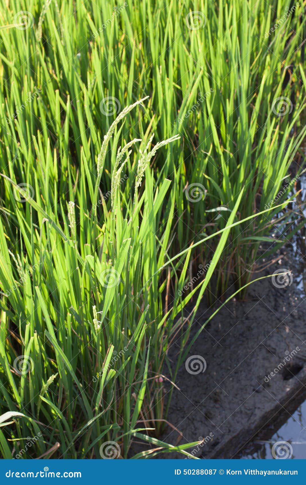 Green Rice with Fertile Soil. Stock Image - Image of environment ...
