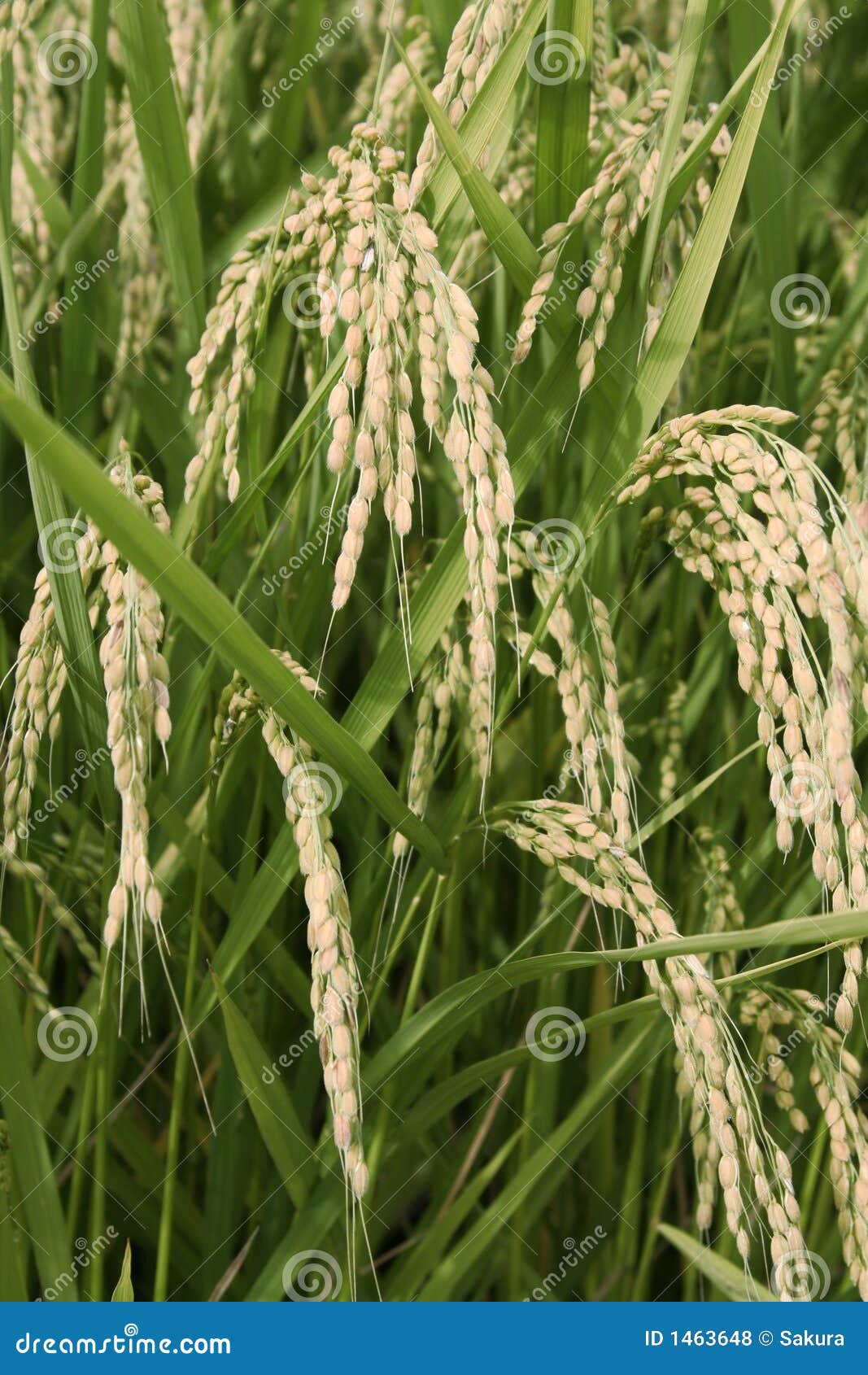 Green Rice Plant Agriculture Field Closeup Jasmine Rice Seed. FILE ...