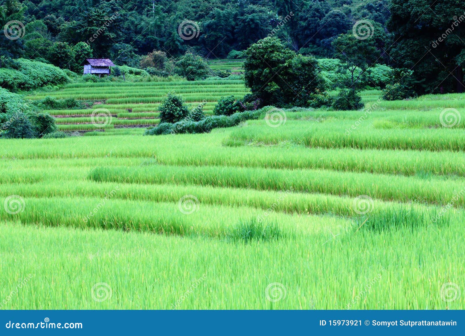 Green rice field stock image. Image of angle, chiang - 15973921