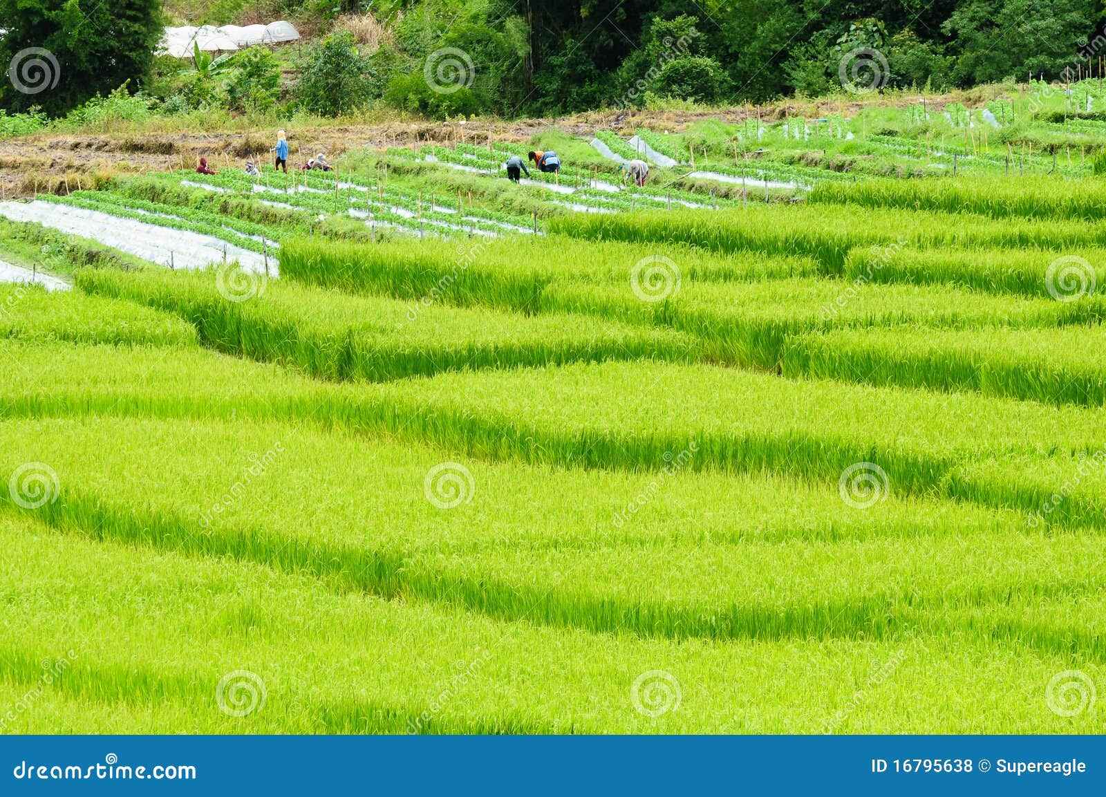 Green rice field stock photo. Image of environment, hull - 16795638