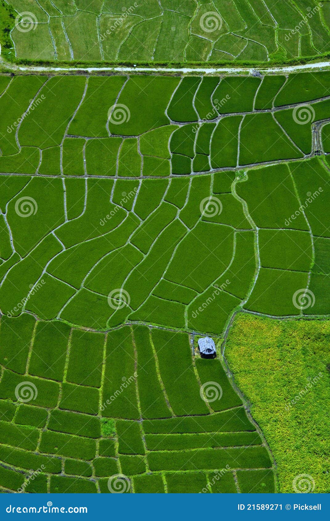 Green rice field stock image. Image of field, landscape - 21589271