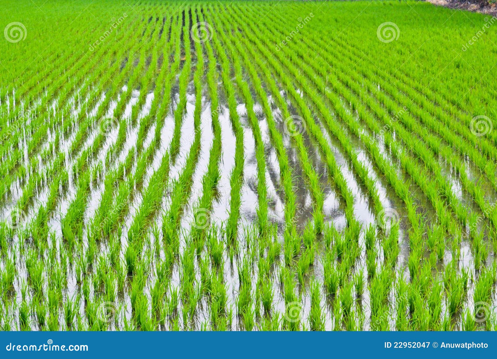 Green rice field stock image. Image of seed, cereal, flour - 22952047