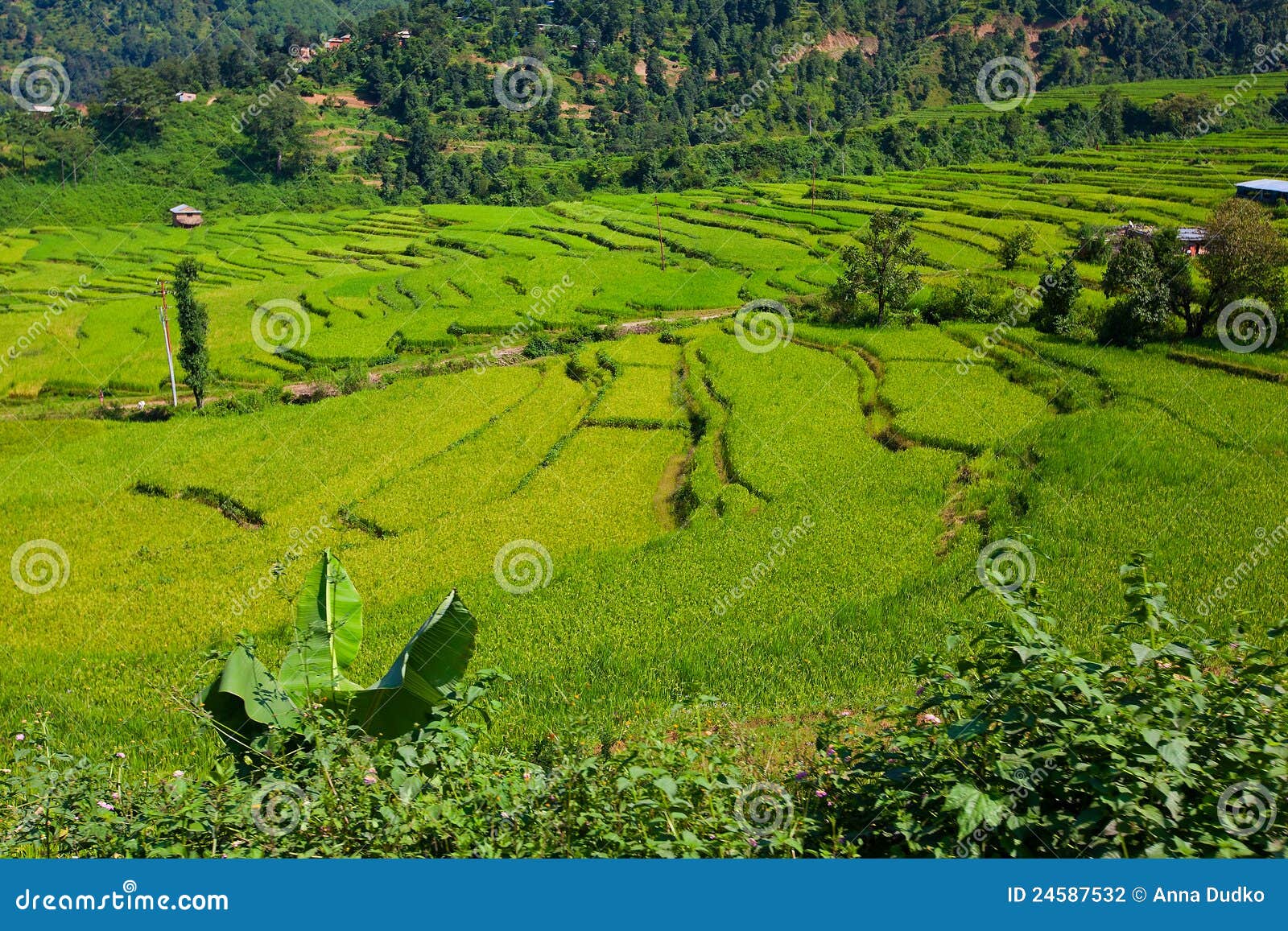 Green rice field stock photo. Image of beautiful, environment - 24587532