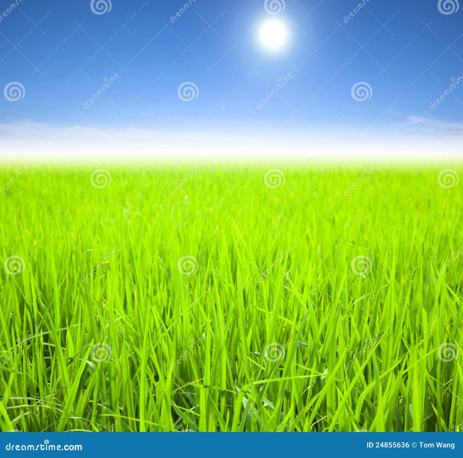 Green Rice Fields On Terraced In Thailand, Rice Field Or Rice Terraces ...