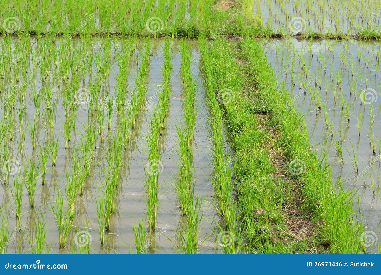 Green rice field stock photo. Image of healthy, foliage - 26971446