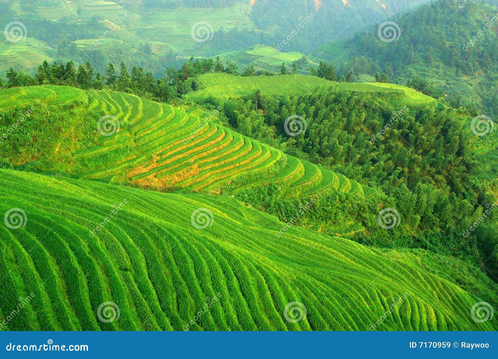 Green rice field stock image. Image of extractive, landscape - 7170959