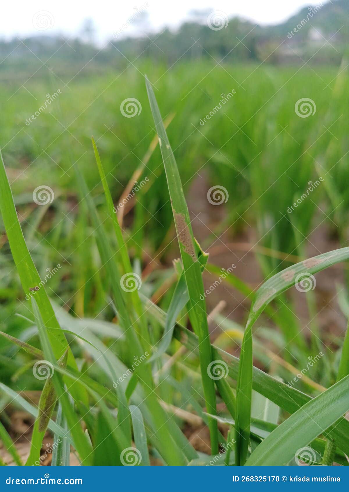 Green at Rice Field Around Mountain and River Stock Photo - Image of ...