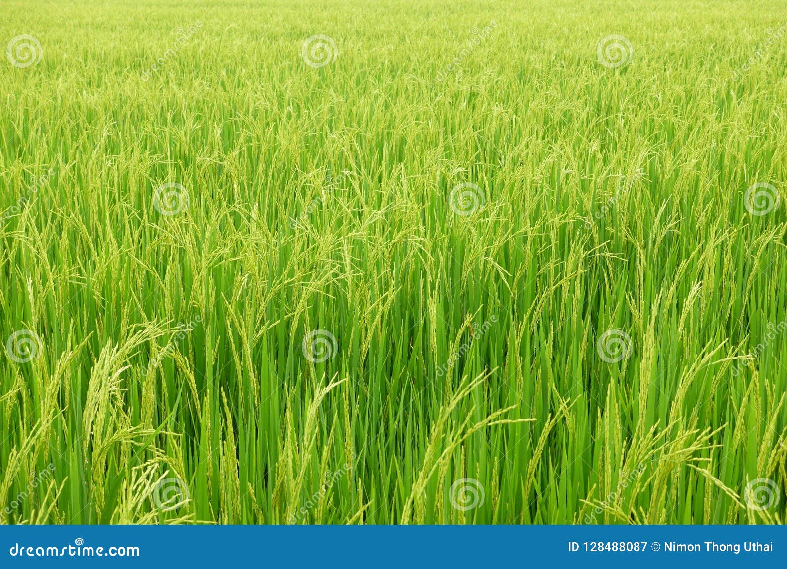 Green rice field stock image. Image of asia, nature - 128488087