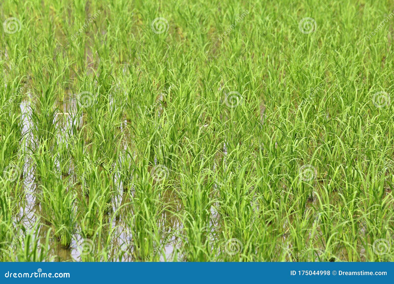The Green Rice Field Background Stock Photo - Image of seeding, green ...